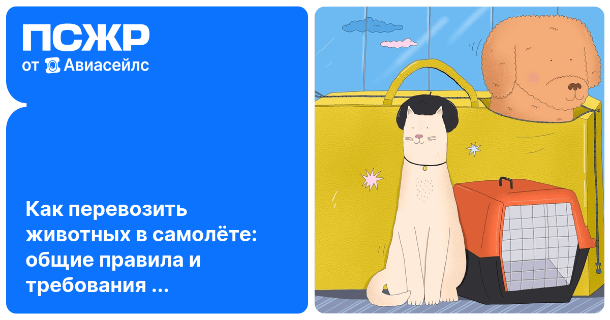 Перевозка животных в самолете: правила, стоимость, документы и условия ...